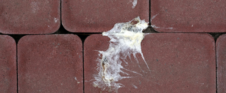 How To Get Rid Of Bird Infestation In Your Property